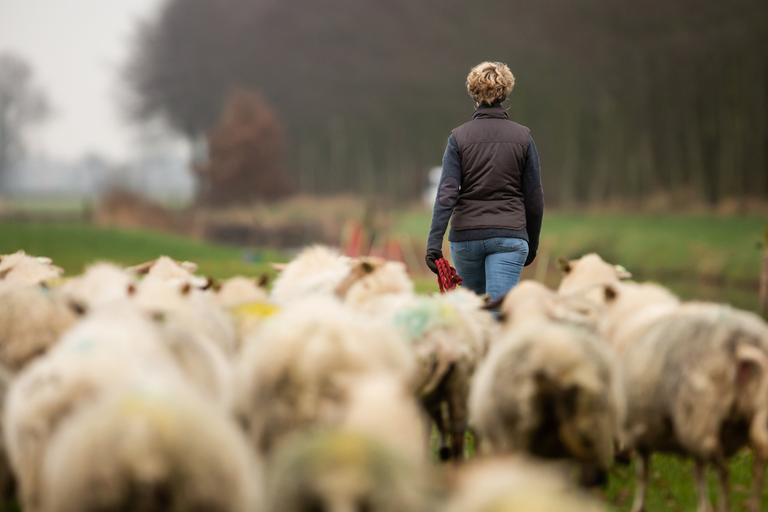 Schapen hoeden: oud ambacht in een nieuw jasje | Noorderland