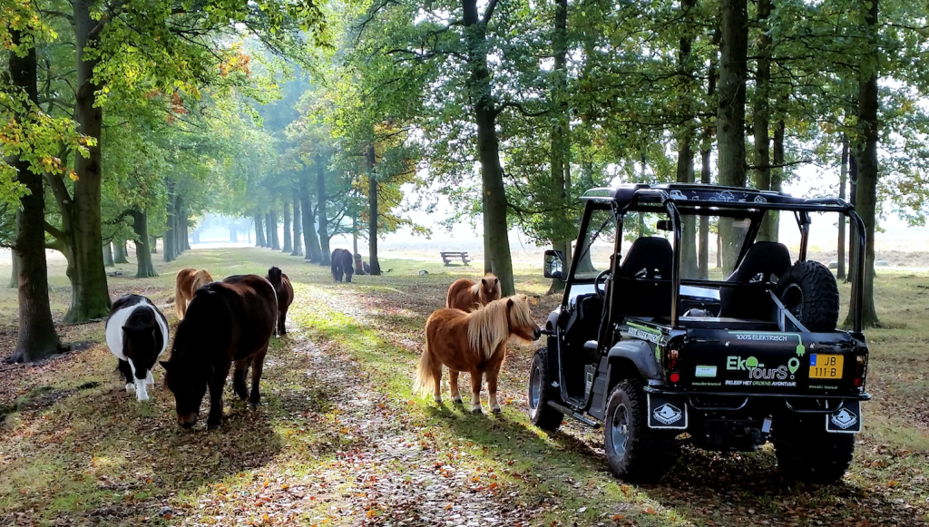Op safari in Drenthe | Noorderland