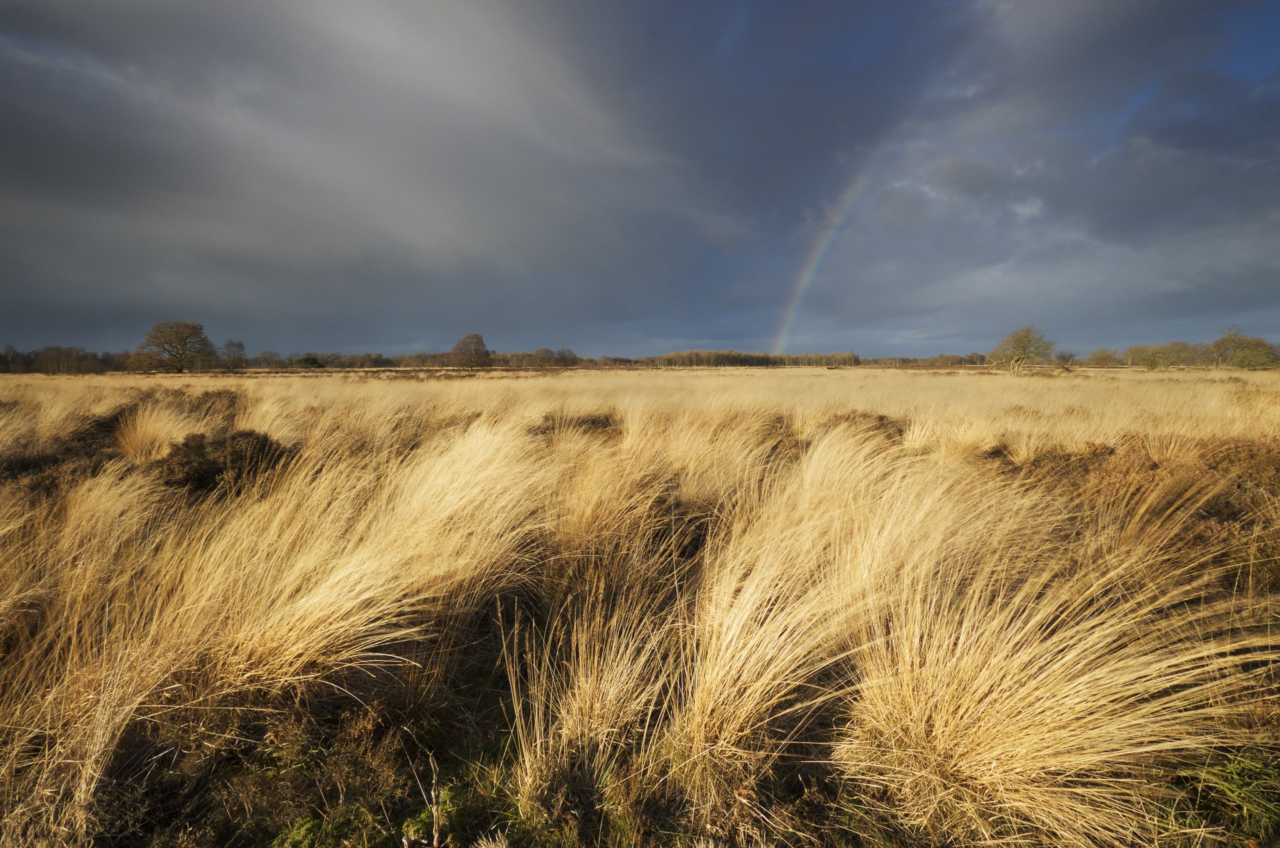 Het Balloërveld: op de grote stille heide