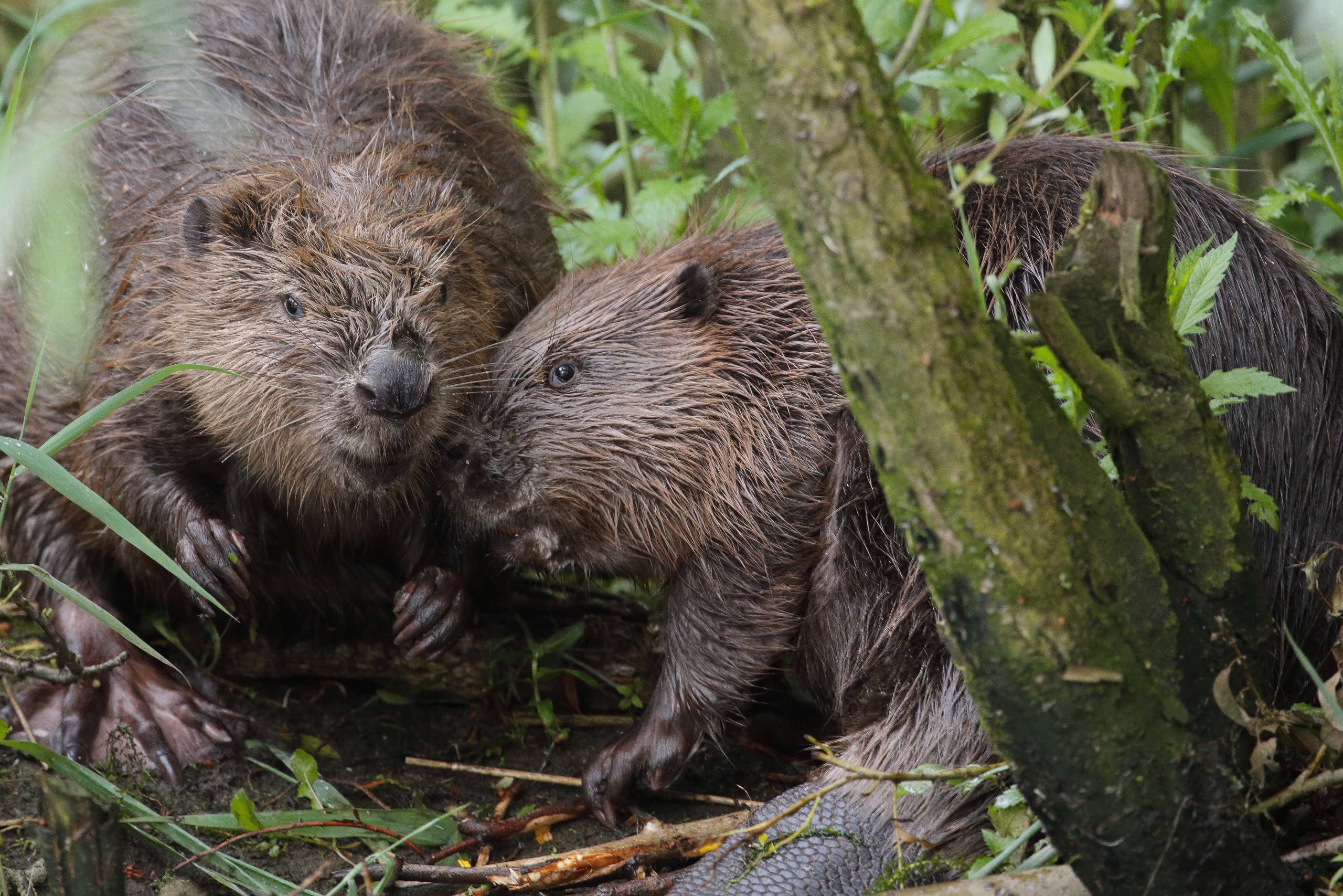Dichtbij de bever: camera in beverburcht Hunzedal | Noorderland