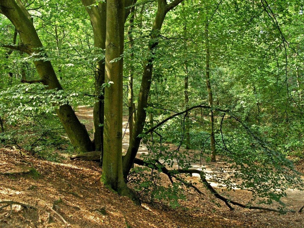 15/2: Lezing “De legende van de Bosberg” bij Staatsbosbeheer | Noorderland