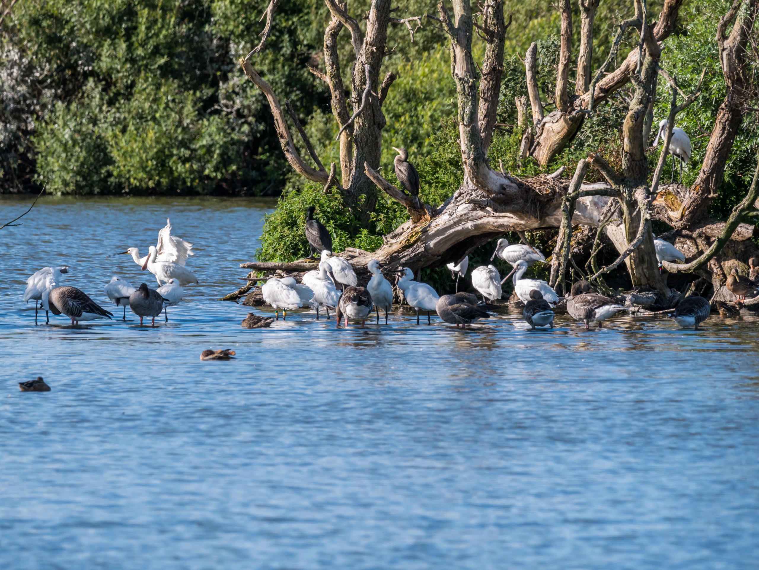 Natuurparels: de Westerplas op Schiermonnikoog | Noorderland
