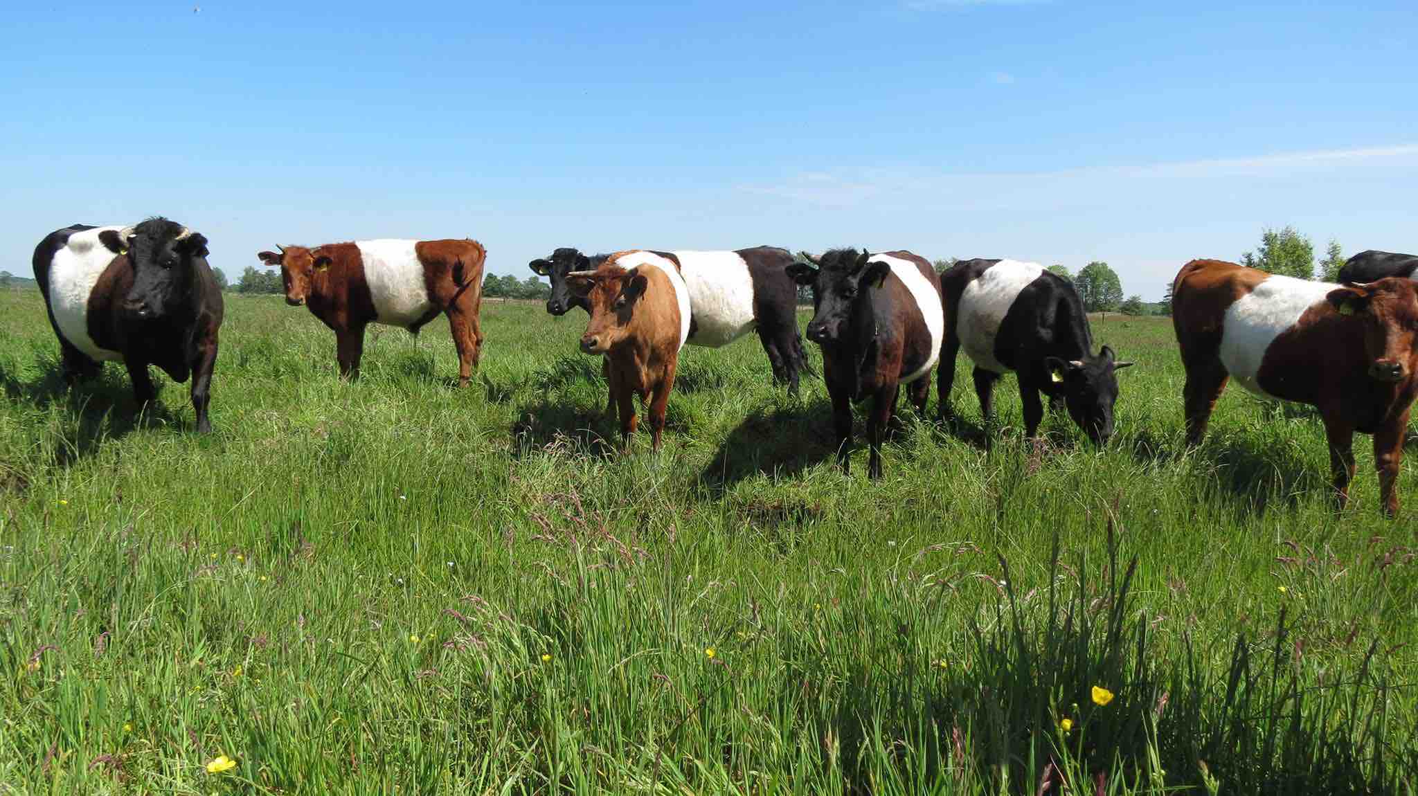 Het boerengevoel van... Blakervelderhoeve | Noorderland
