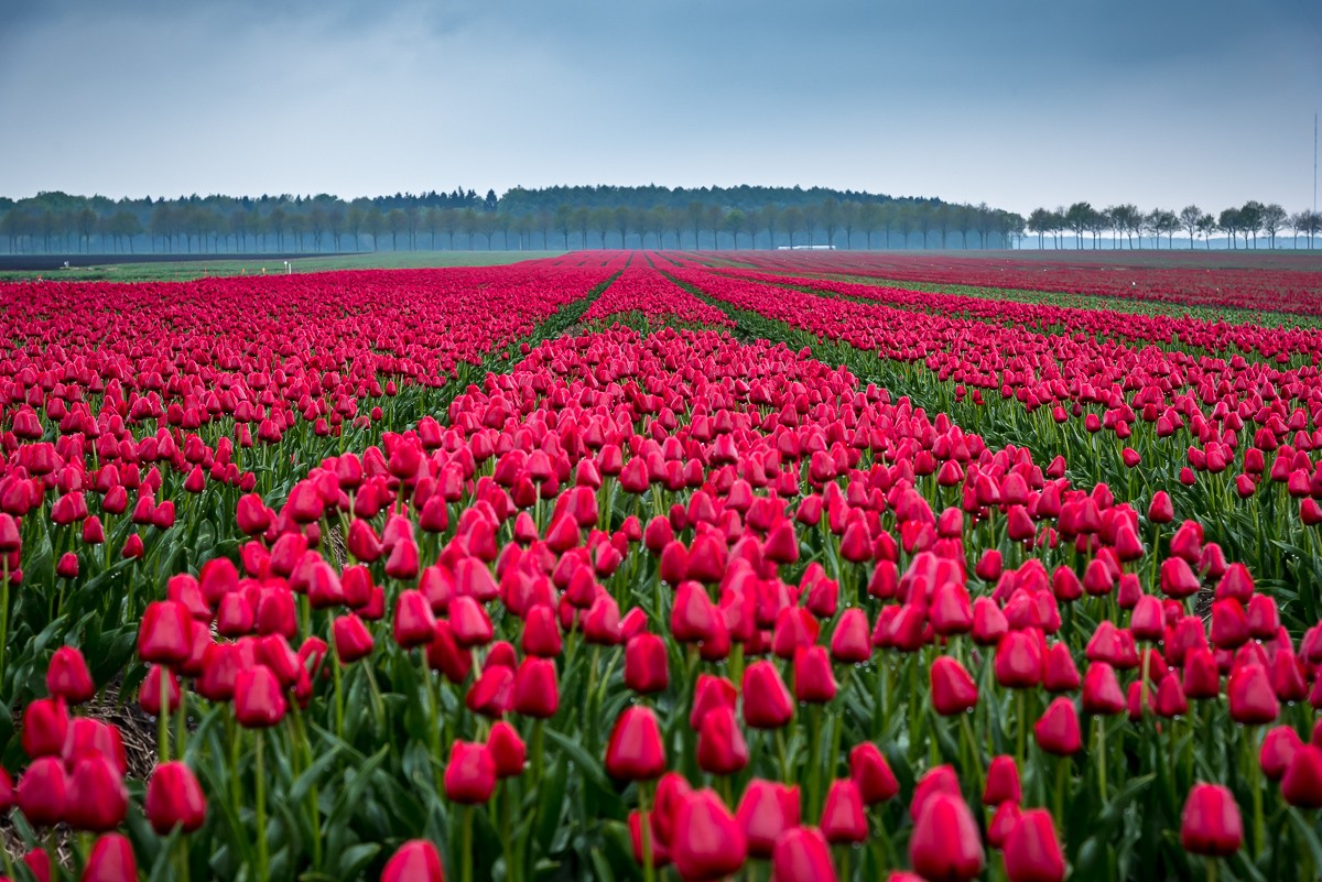 Op een rij: de mooiste tulpenvelden | Noorderland