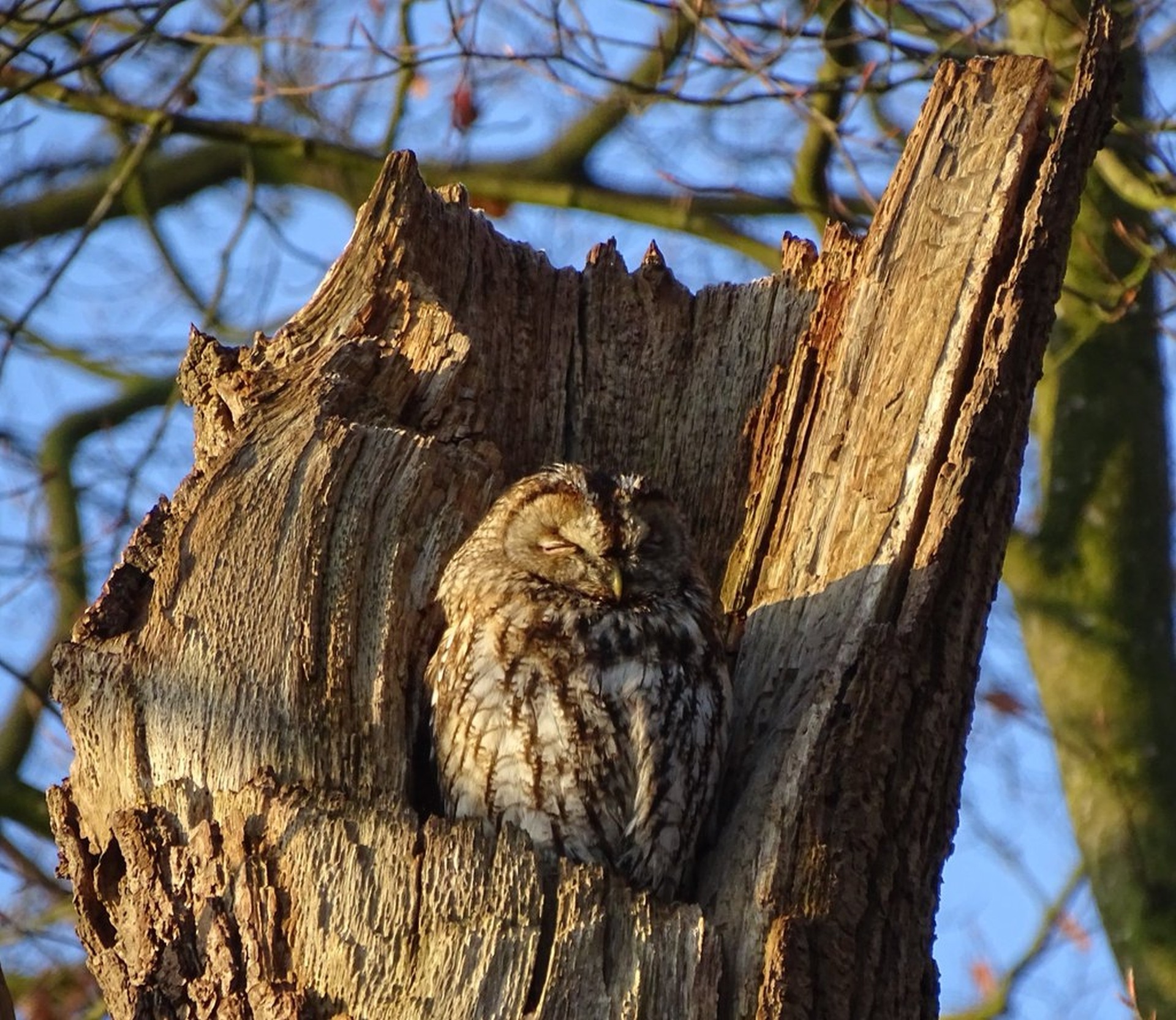 5/2: Uilen, lezing en excursie bij landgoed Coendersborg | Noorderland