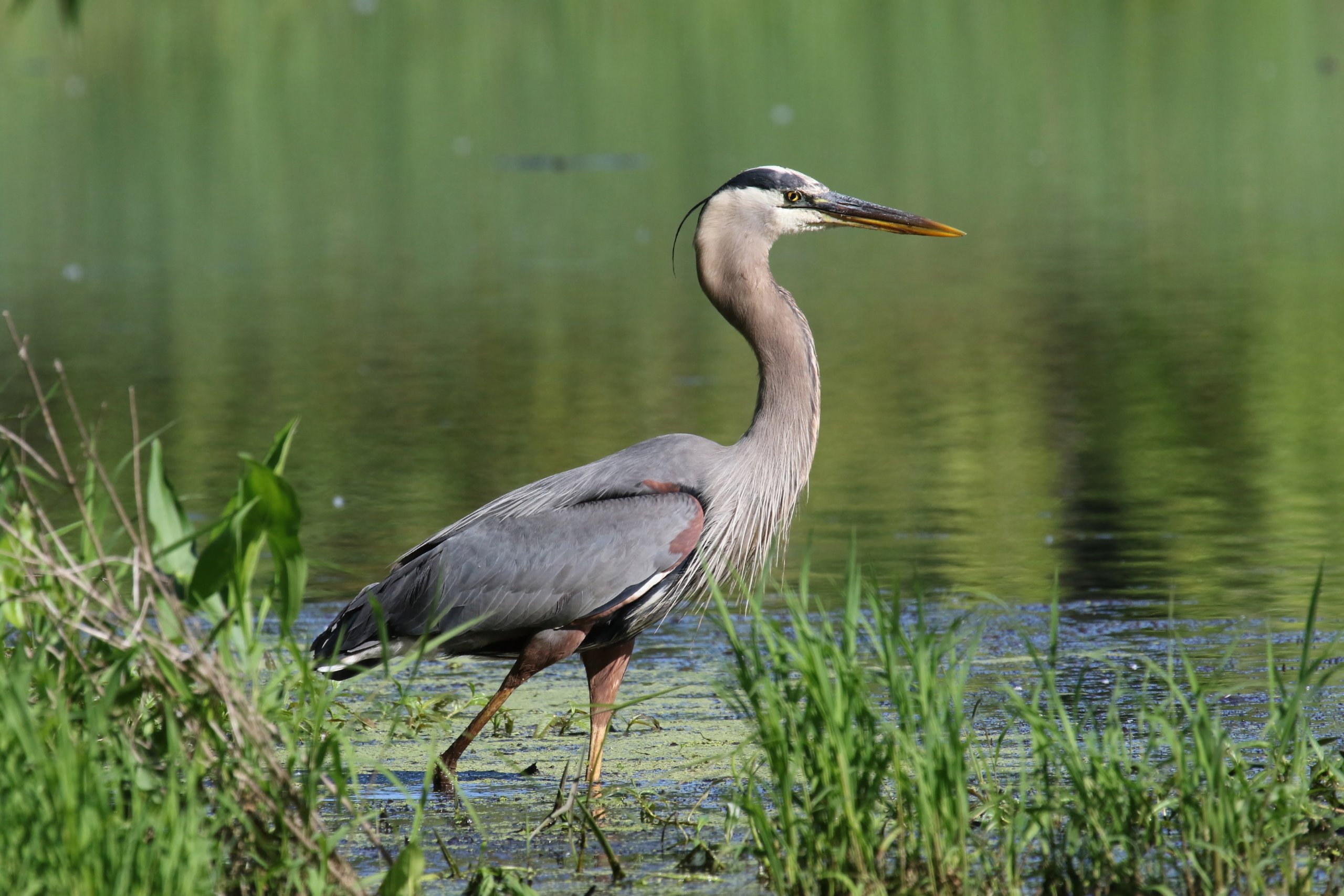 Reigers in blauw waterland | Noorderland