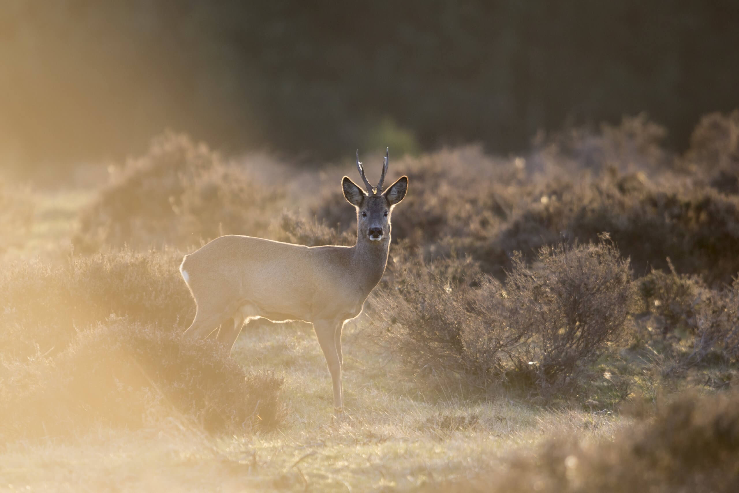 26 maart: excursie over sporen in de Drentse natuur | Noorderland