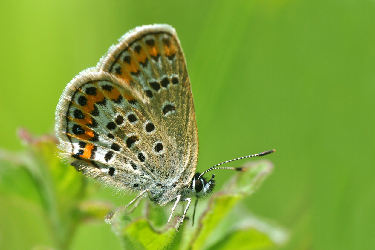 Winactie: maak kans op het memospel 'Vlinders van de lage landen ...