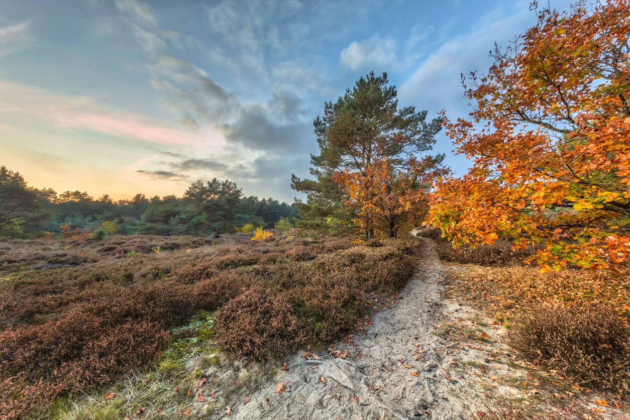 Uittip: beleef het najaar op het Balloërveld | Noorderland