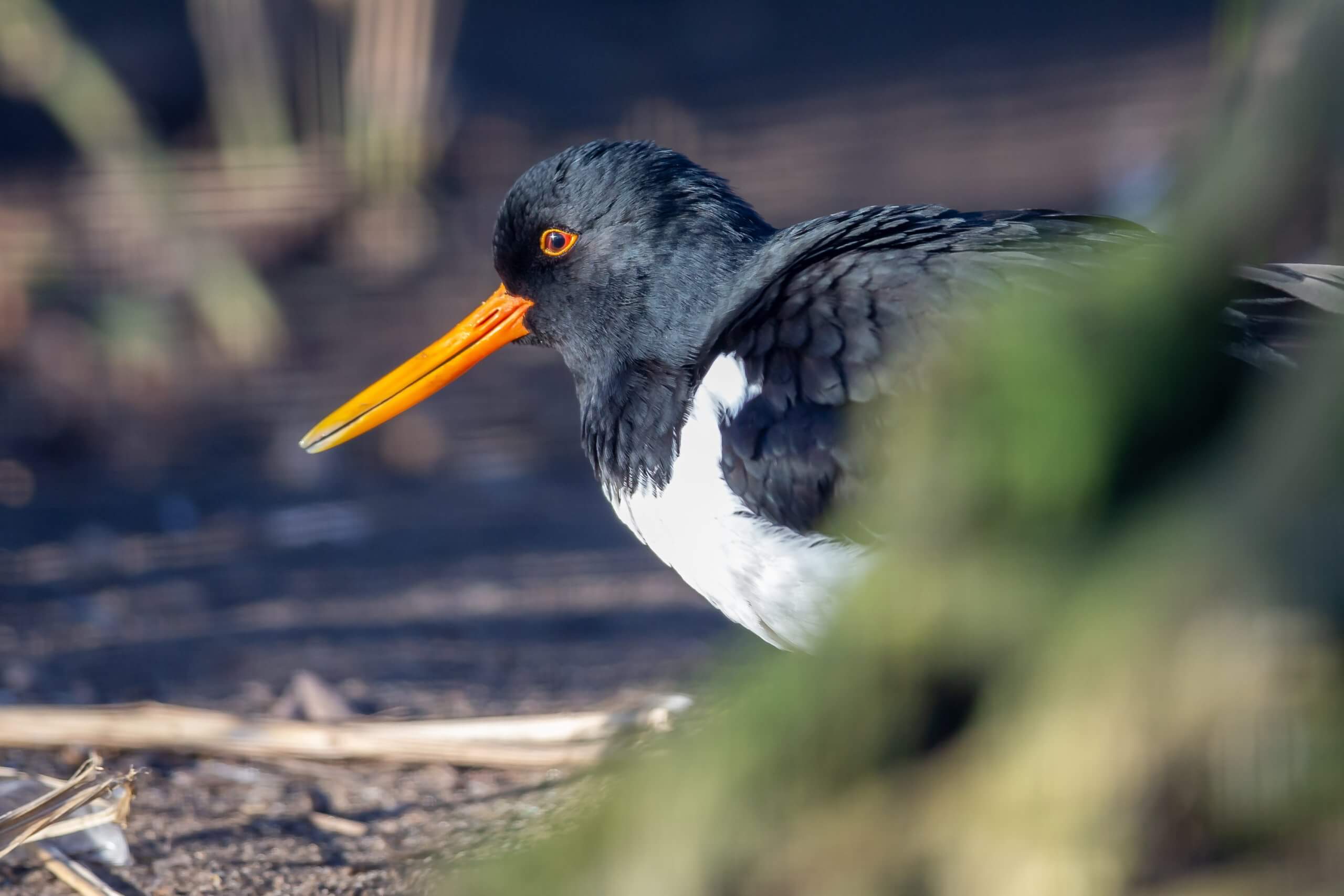 2023 was het Jaar van de Scholekster: hoe is het 'm vergaan?