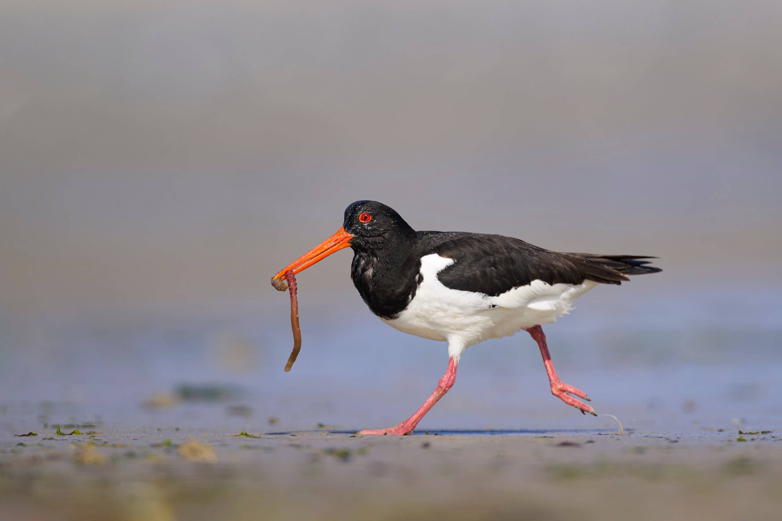 2023 was het Jaar van de Scholekster: hoe is het 'm vergaan?