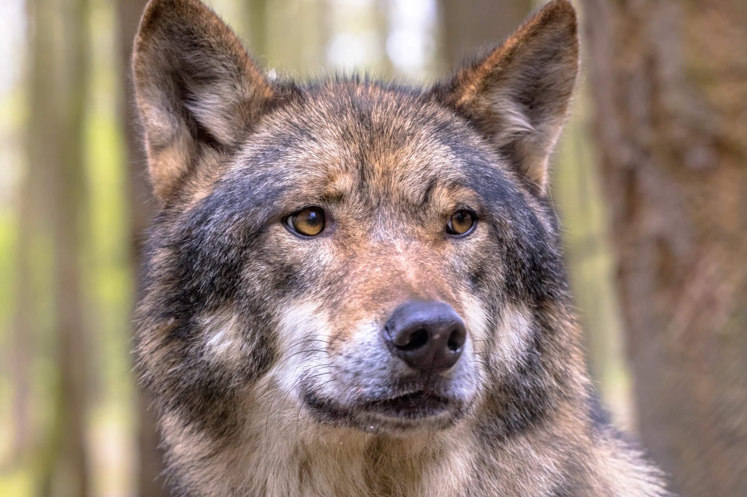 Kijktip: nieuwe documentaire van RTV Drenthe over de wolf